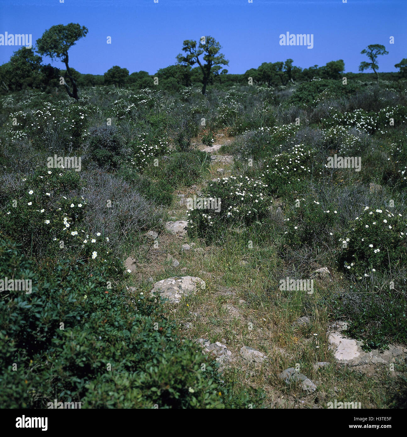 Italy, Sardinia, province Cagliari, Giara Tu Gesturi, nature reserve ...