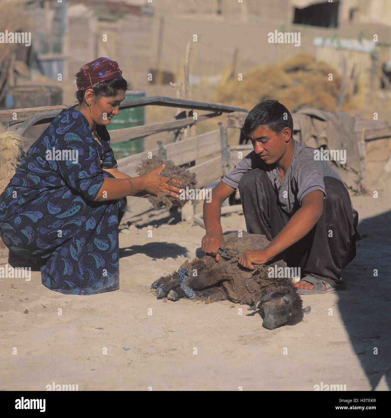 Turkmenistan, desert Karakum, Jerbent, woman, man, sheep, shear, no ...
