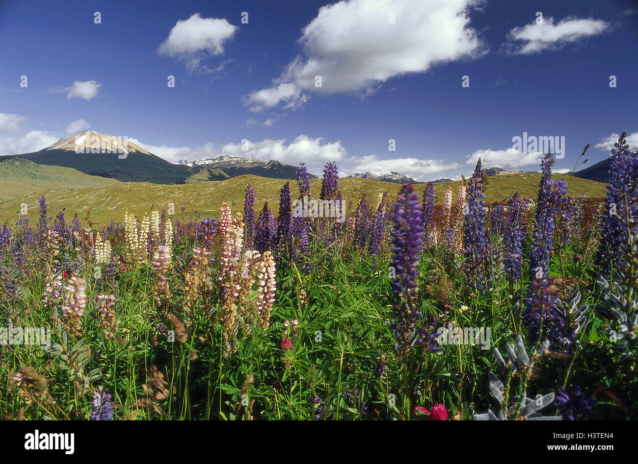 Chile, mountain landscape, meadow, blossoming lupins Stock Photo - Alamy