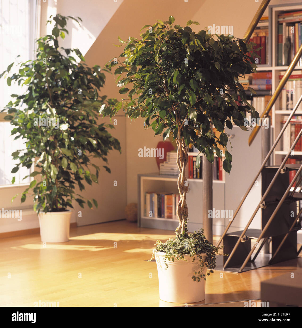 Sitting room, detail, green plants, birch figs, ficus benjamina, living ...
