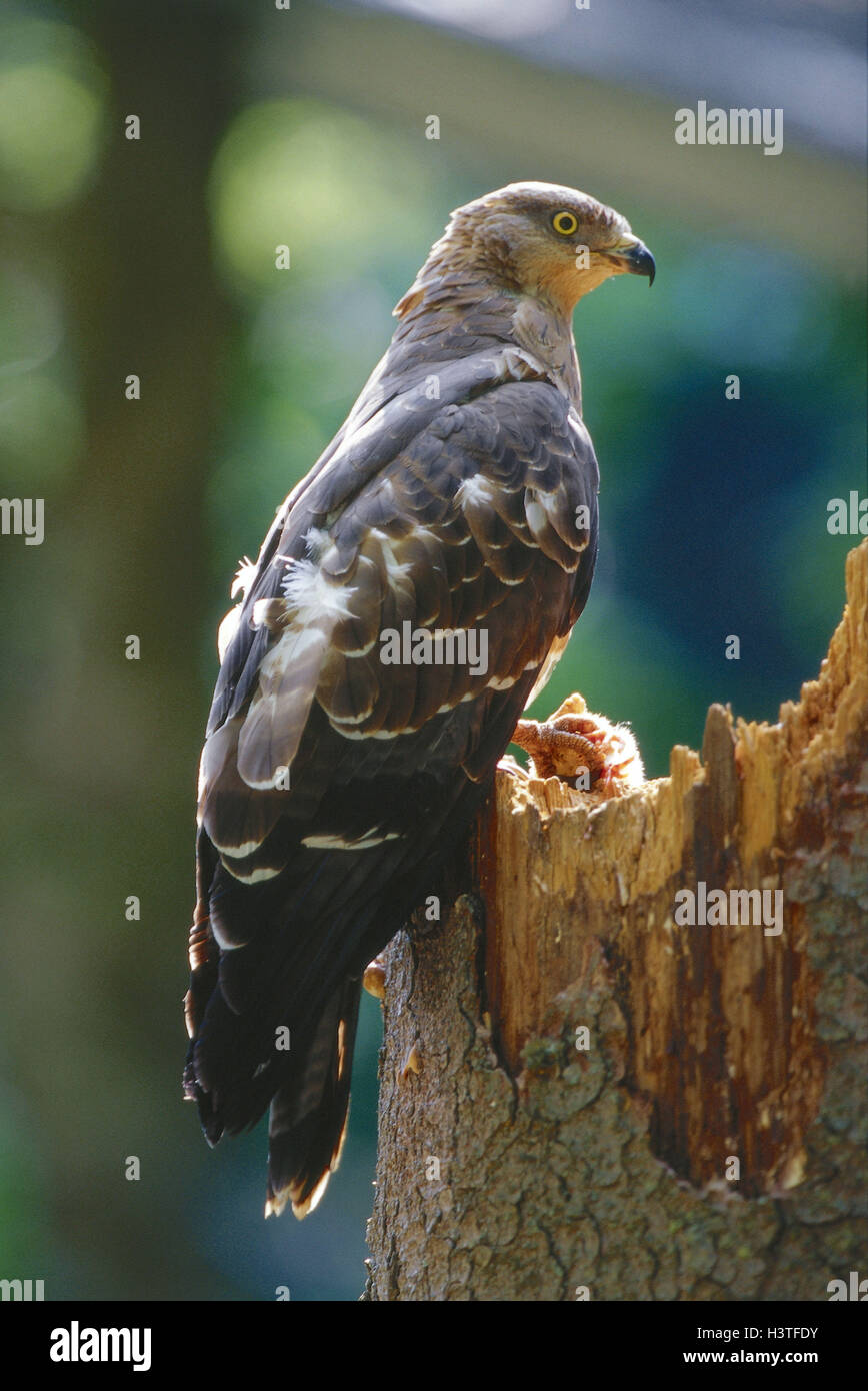 Wasps buzzards hi-res stock photography and images - Alamy