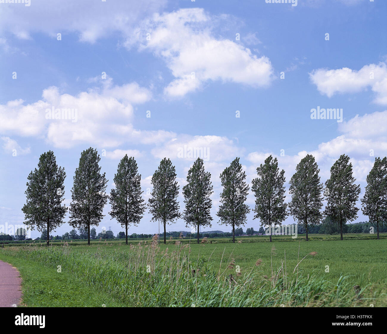 The Netherlands, monetary country, Druten, country lane, tree series ...