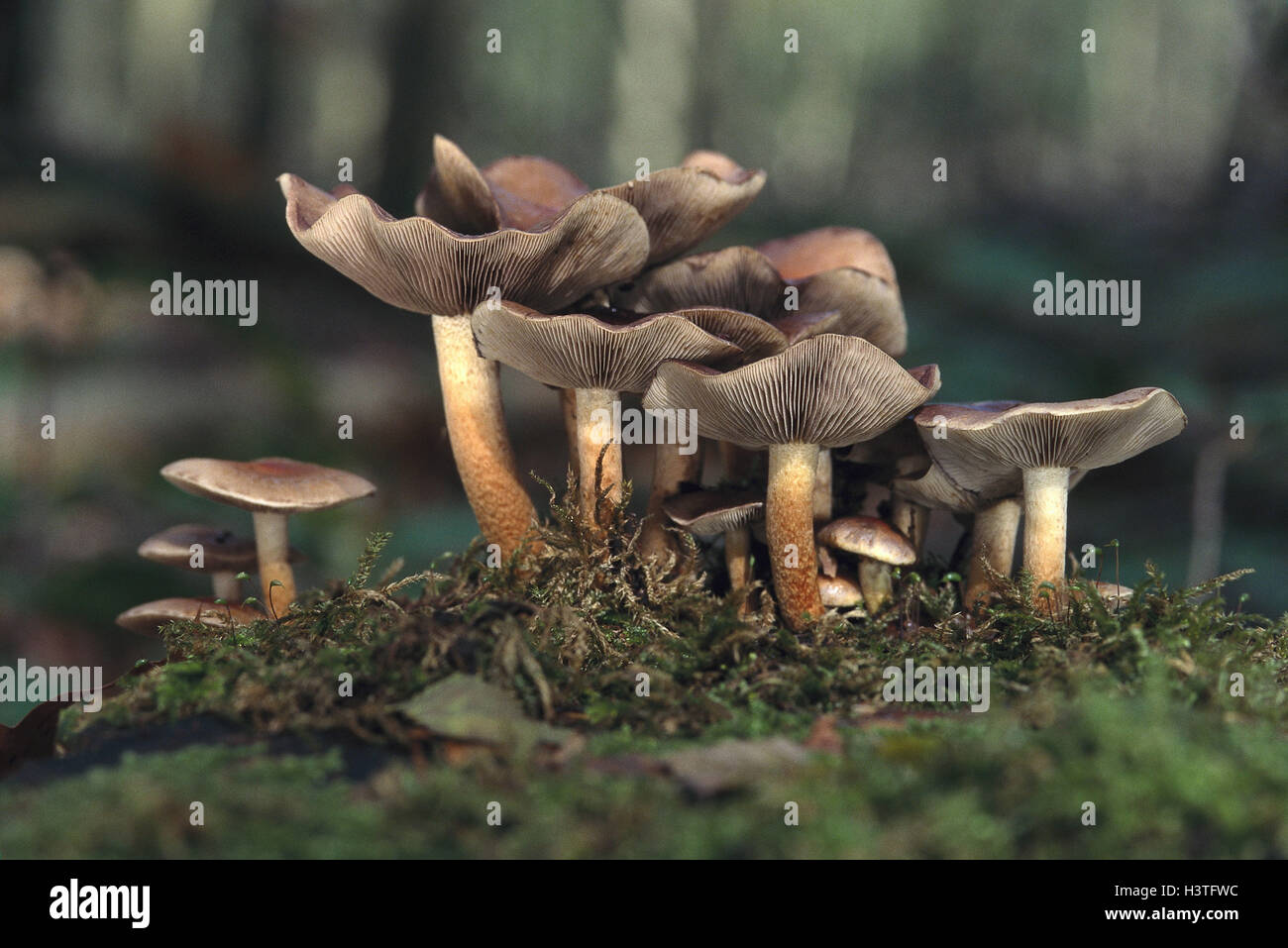 Sulphur head, Hypholoma sublateritium, toxic forest floor, nature ...