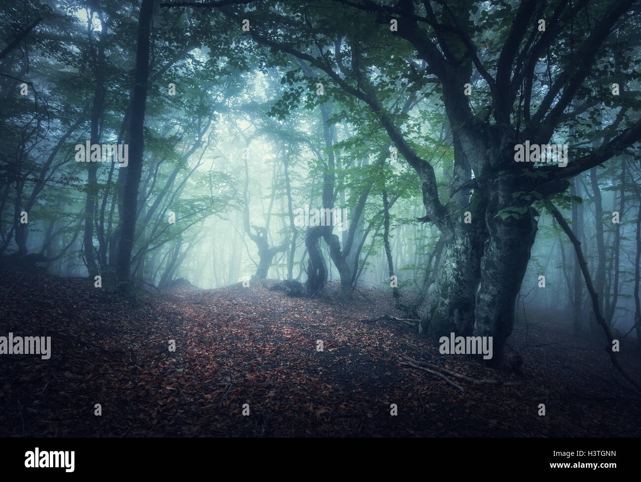 Dark fog forest. Fall woods. Mystical autumn forest with trail in green ...