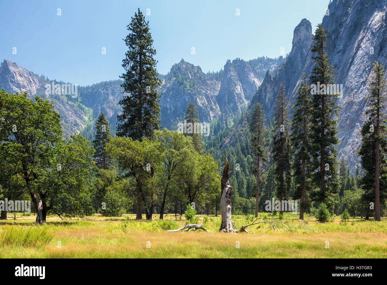 Dead Tree in the Yosemite Landscape Stock Photo - Alamy