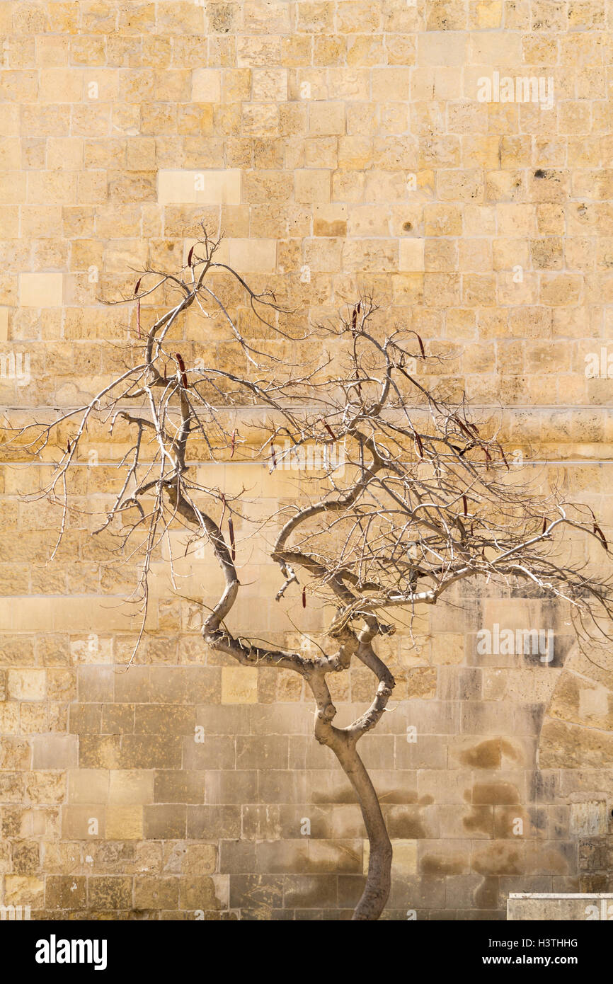 Tree with no leaves hi-res stock photography and images - Alamy