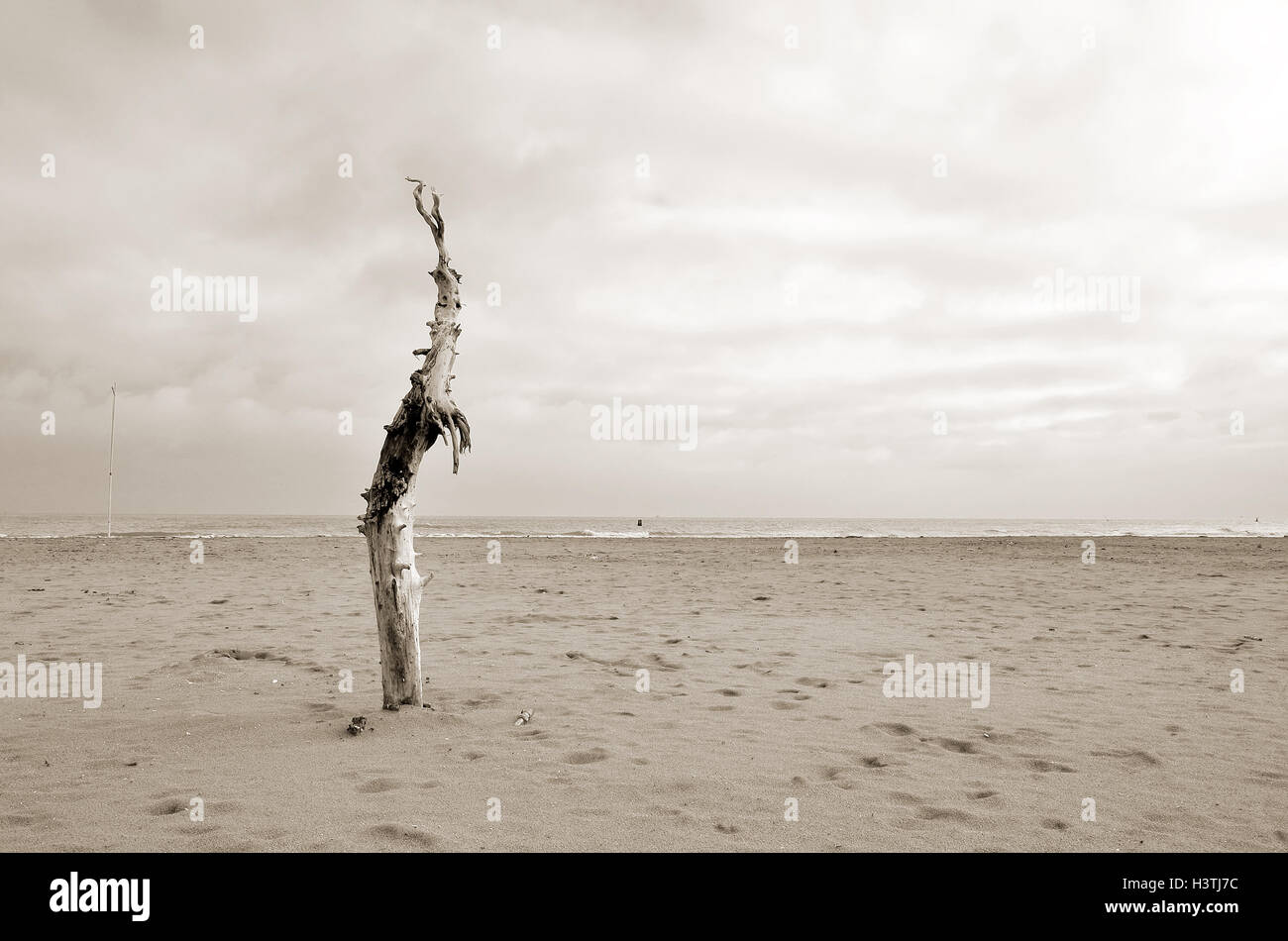 Lonely dry tree hi-res stock photography and images - Alamy