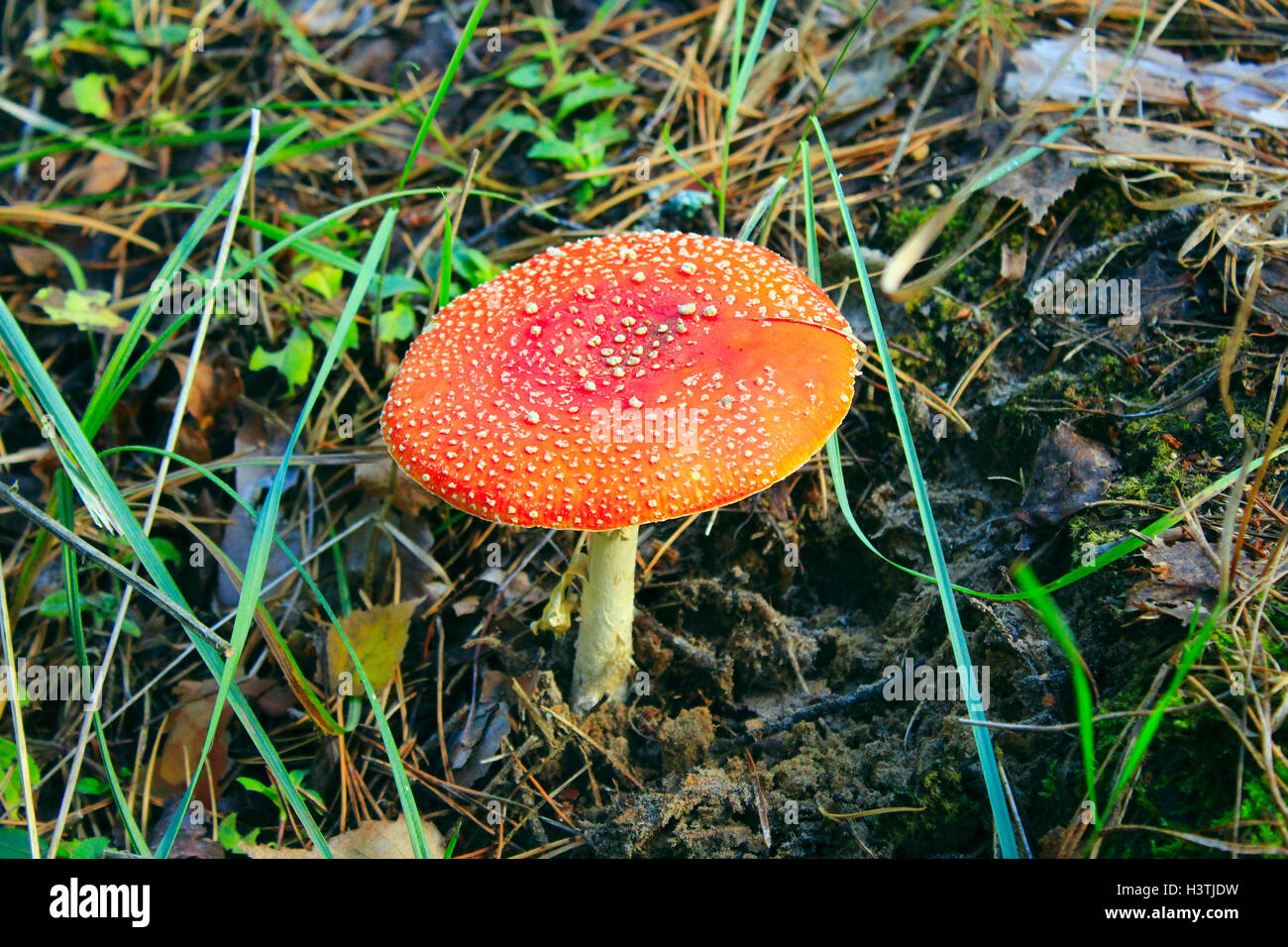 beautiful big red fly agaric in the forest Stock Photo - Alamy