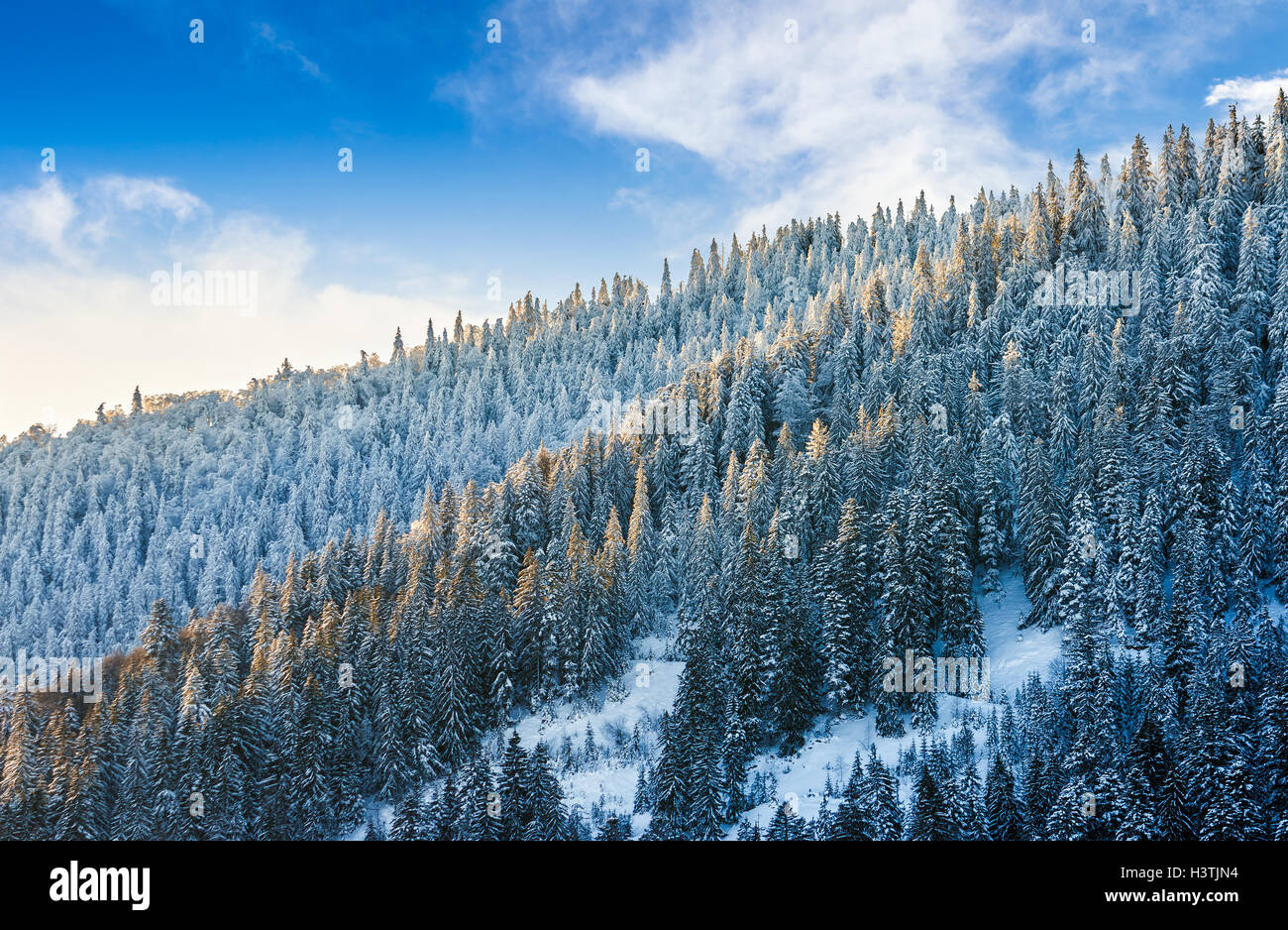 magnificent spruce forest on hillside in winter mountains Stock Photo ...