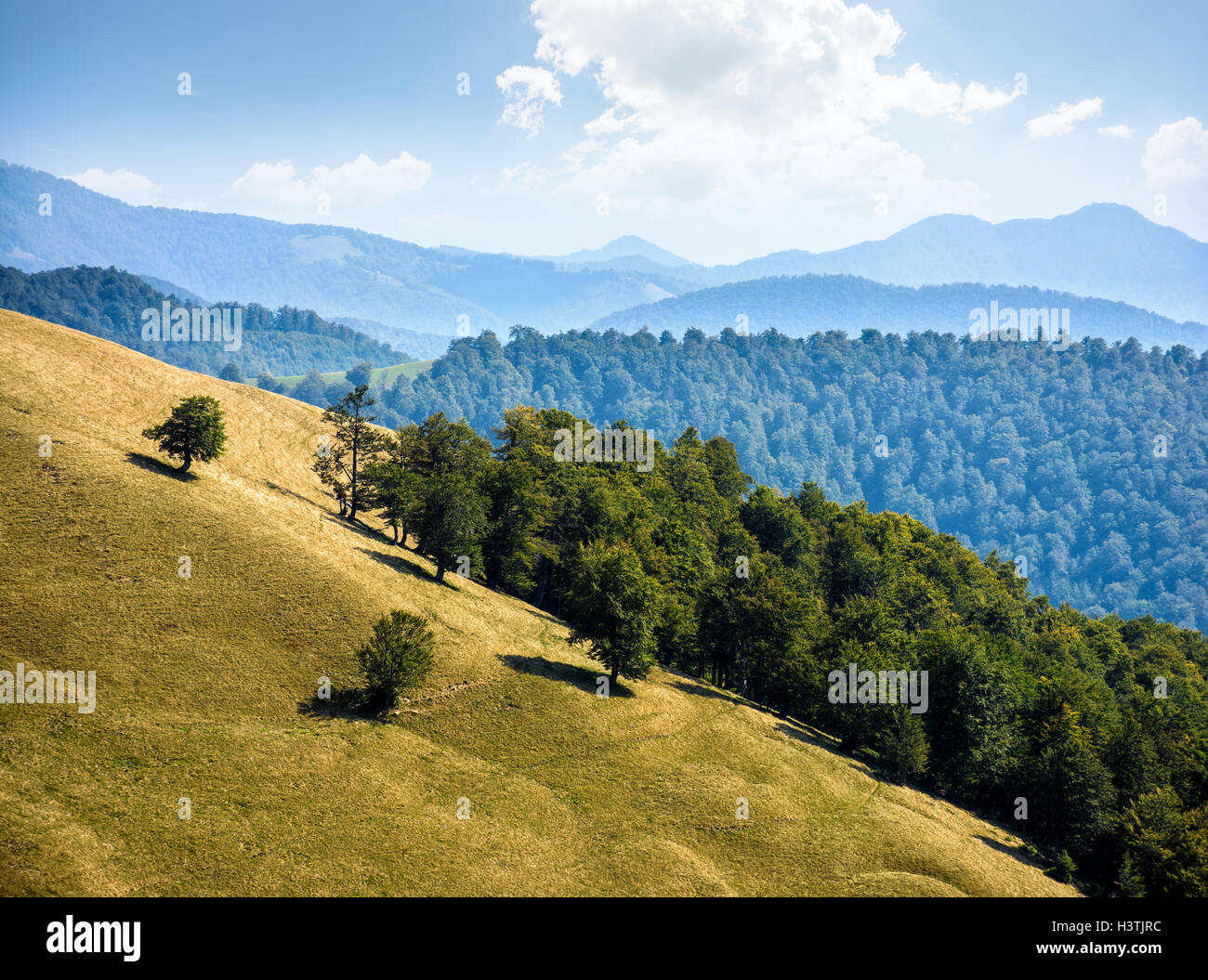slope of mountain range with forest Stock Photo - Alamy