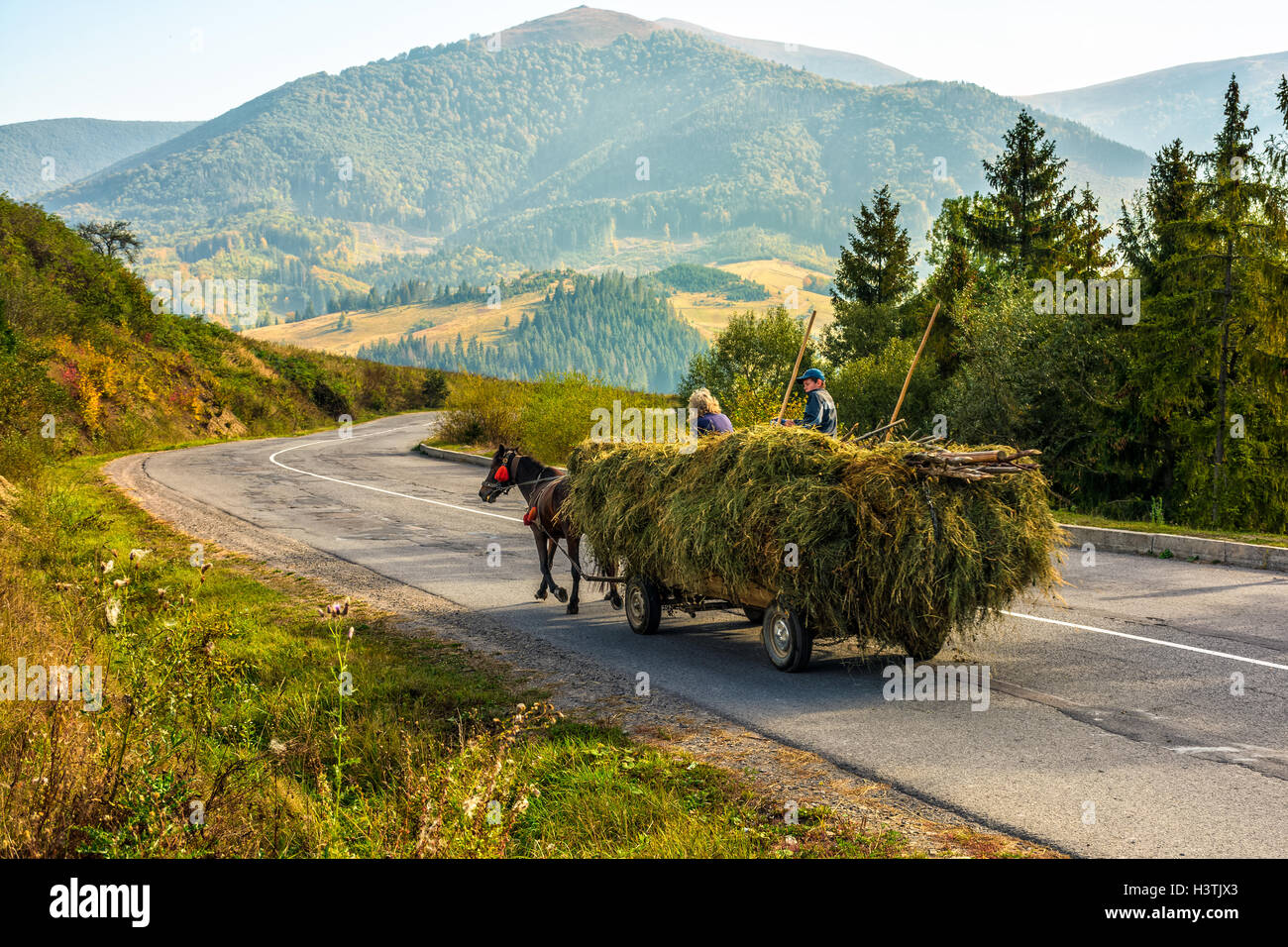 cart with hay on the way to mountainous rural area through the spruce ...