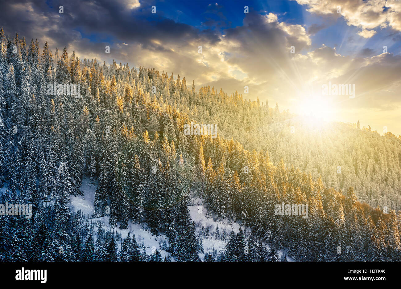 magnificent spruce forest on hillside in winter mountains in evening ...