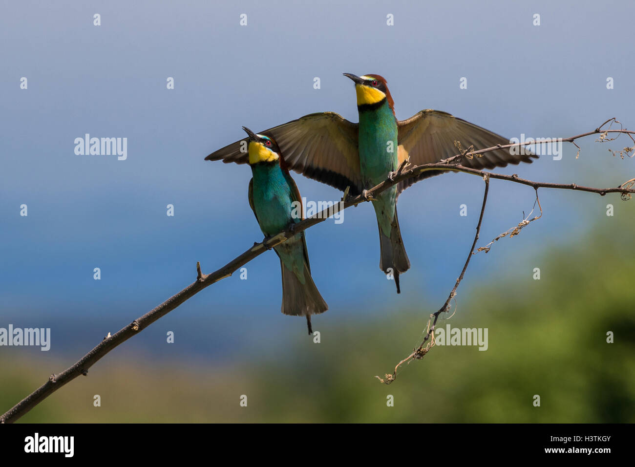Pair of European bee-eaters - Merops apiaster Stock Photo - Alamy