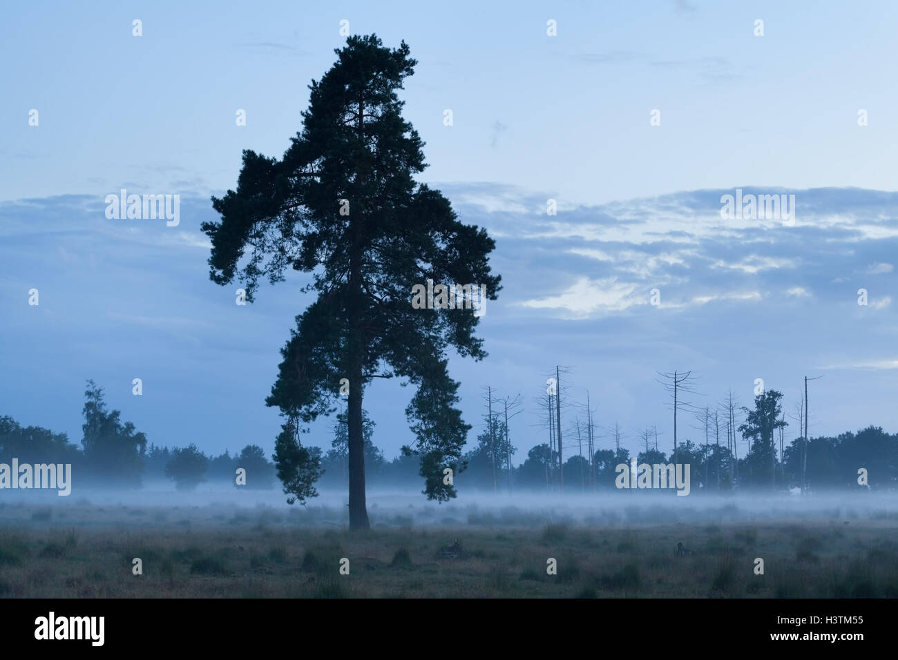 spruce tree in dusk with fog, Friesland, Netherlands Stock Photo - Alamy