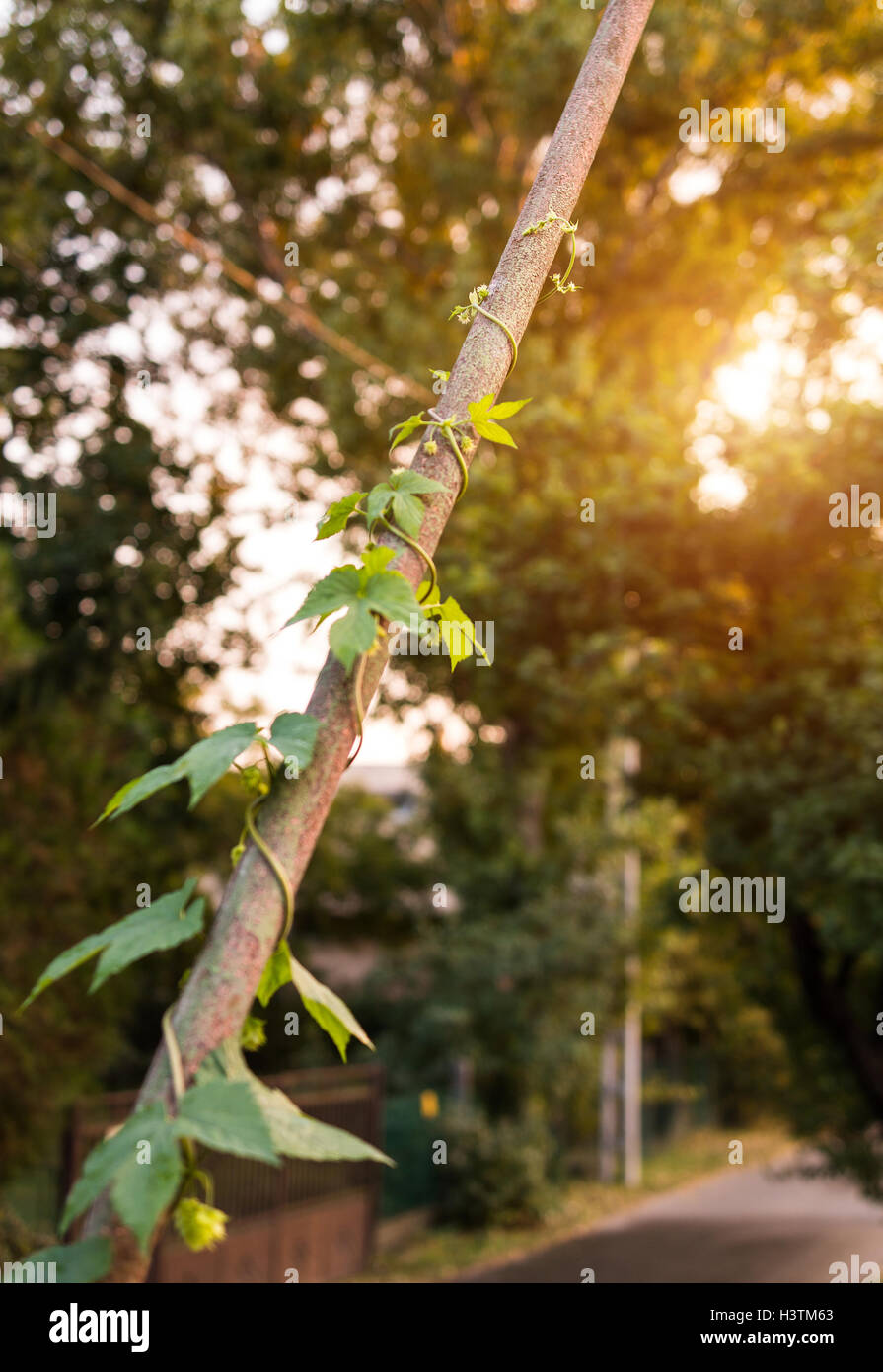 A hop plant creeping up an iron bar Stock Photo - Alamy