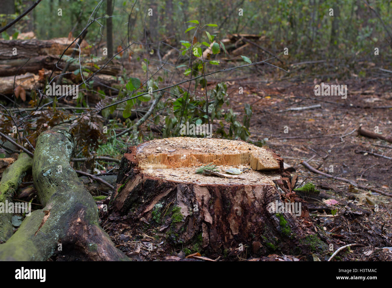 Total deforestation hi-res stock photography and images - Alamy