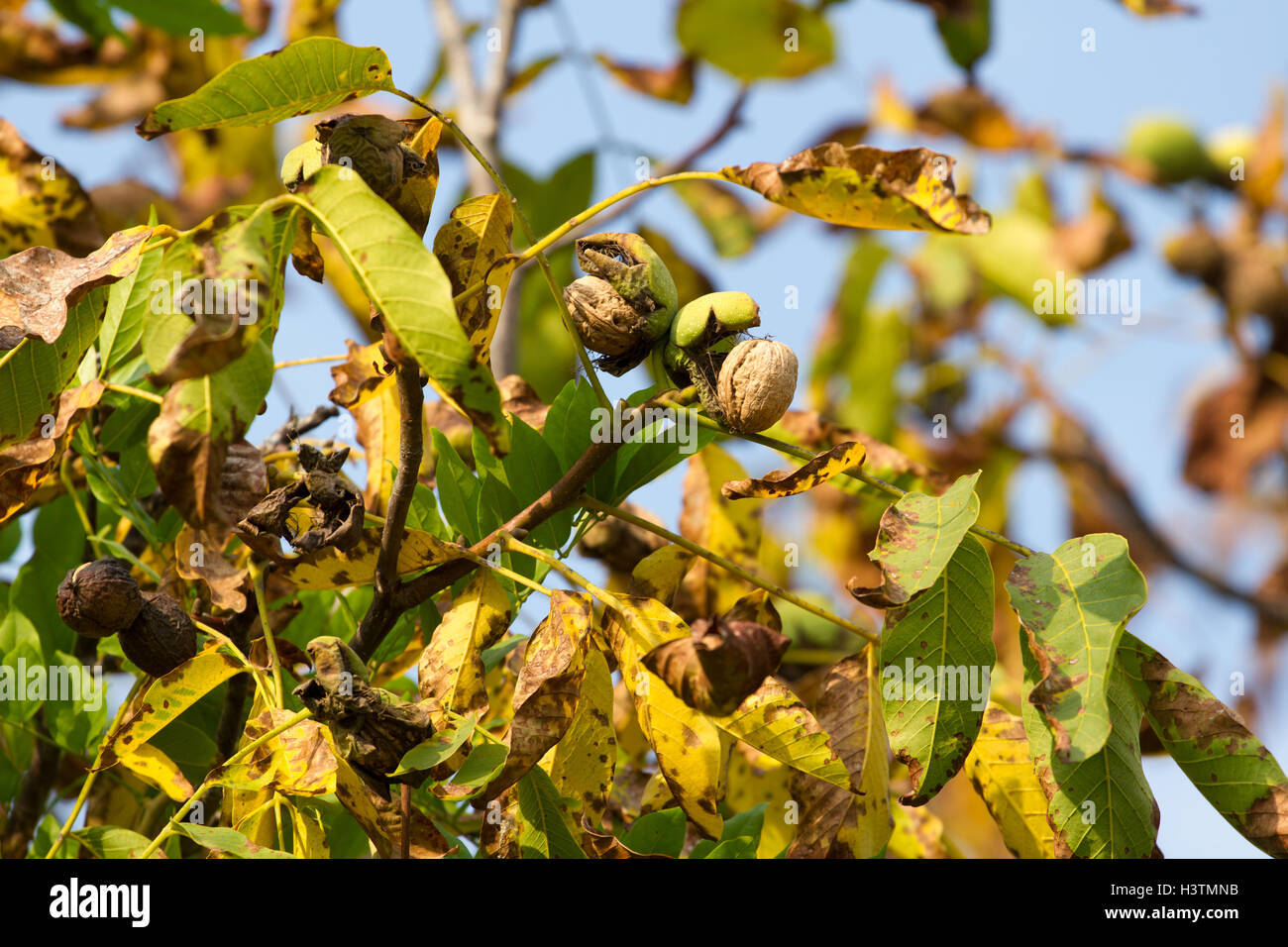 Autumn walnut tree with cracked open ripe fruits. Branch green and ...