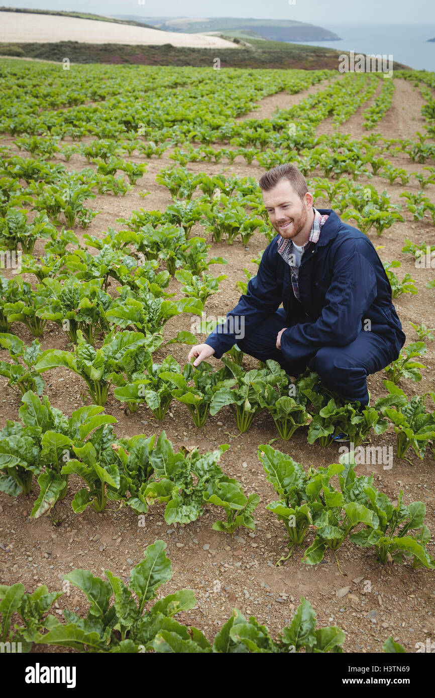 Farmer looking at green crops hi-res stock photography and images - Alamy