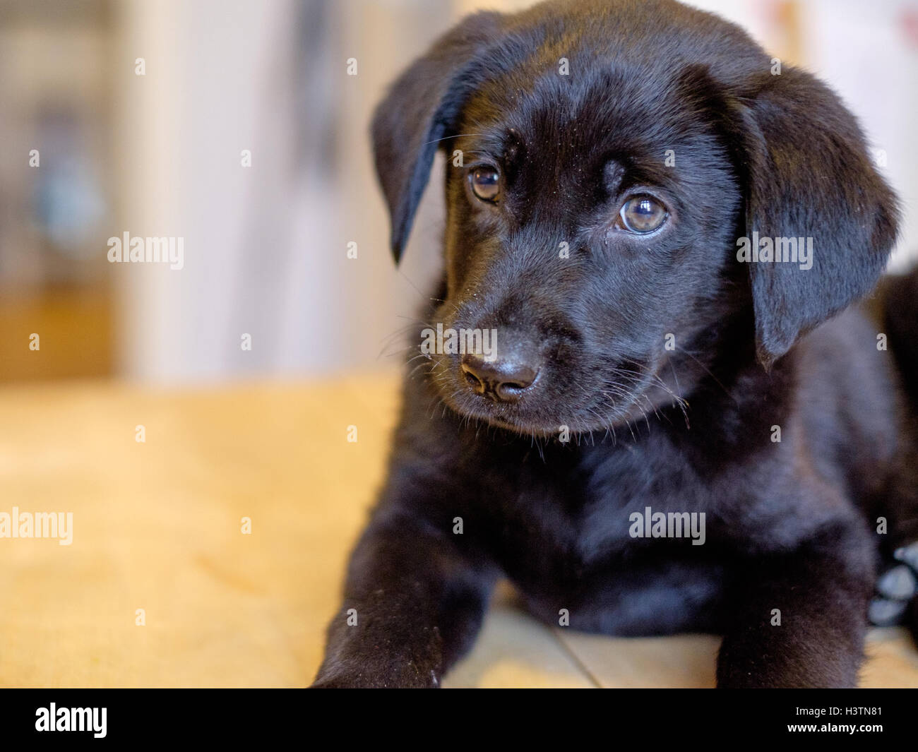 Cute black labrador retriever puppy hi-res stock photography and images ...