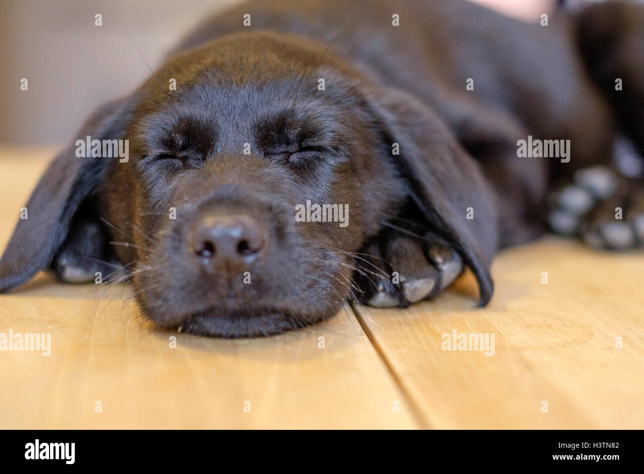 Cute sleeping little small black lab labrador retriever puppy dog hi ...