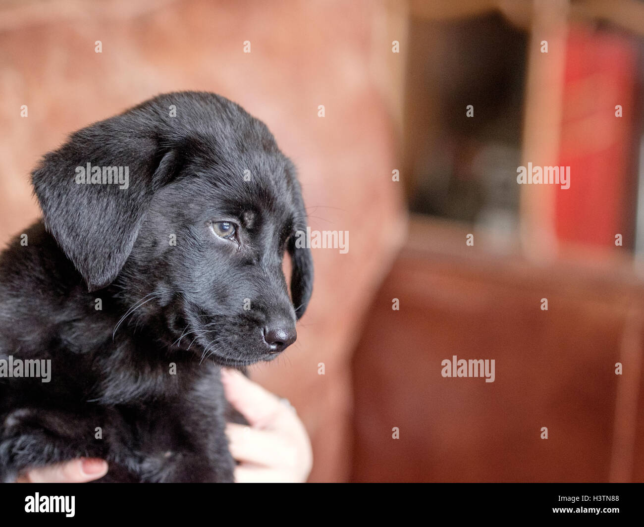 Cute black labrador retriever puppy hi-res stock photography and images ...