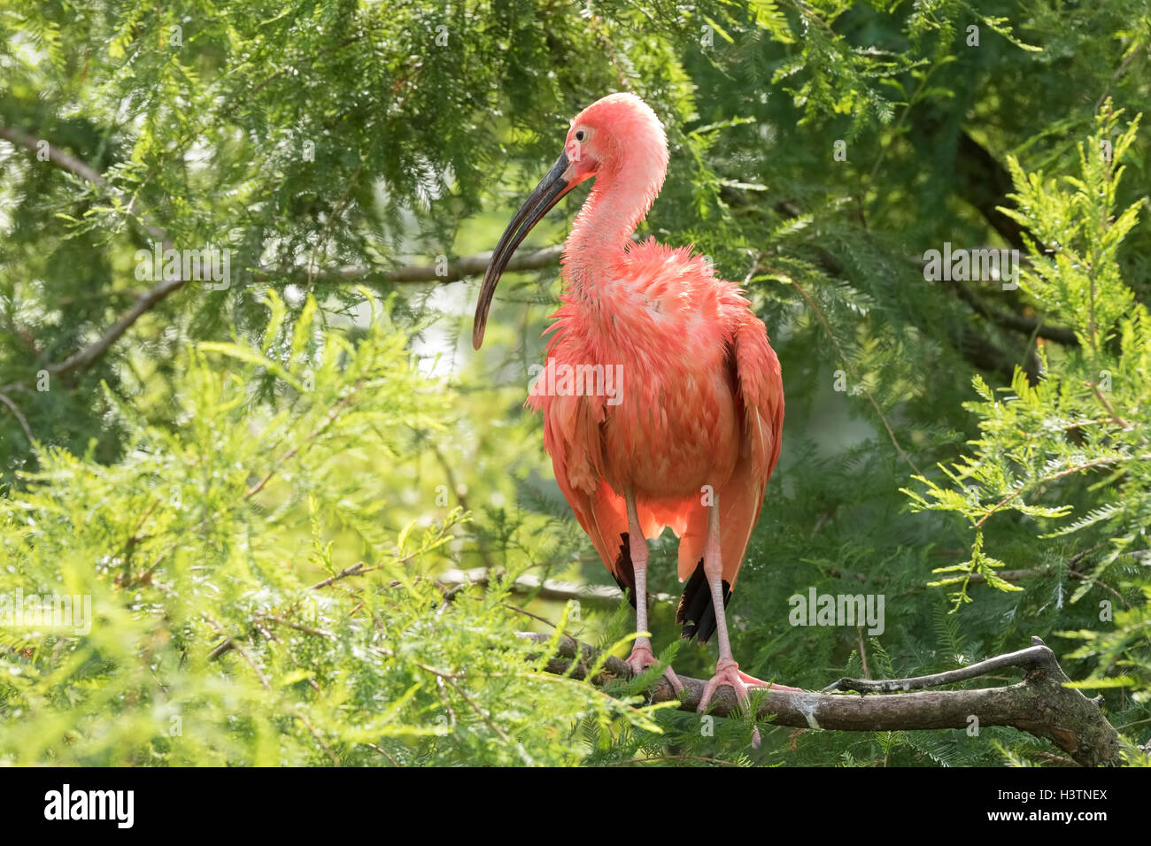 Ibis bird hi-res stock photography and images - Alamy