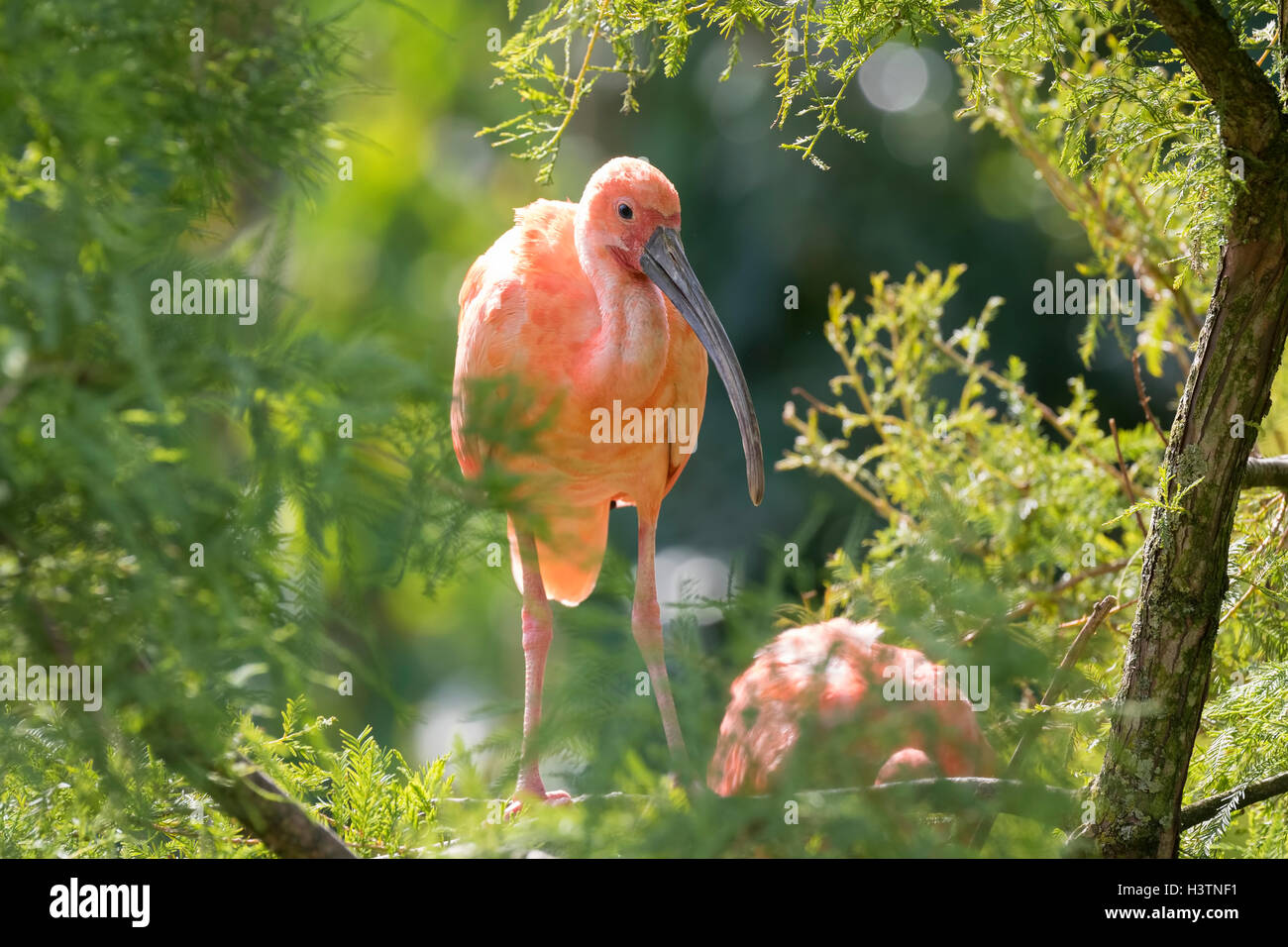 Ibis bird hi-res stock photography and images - Alamy