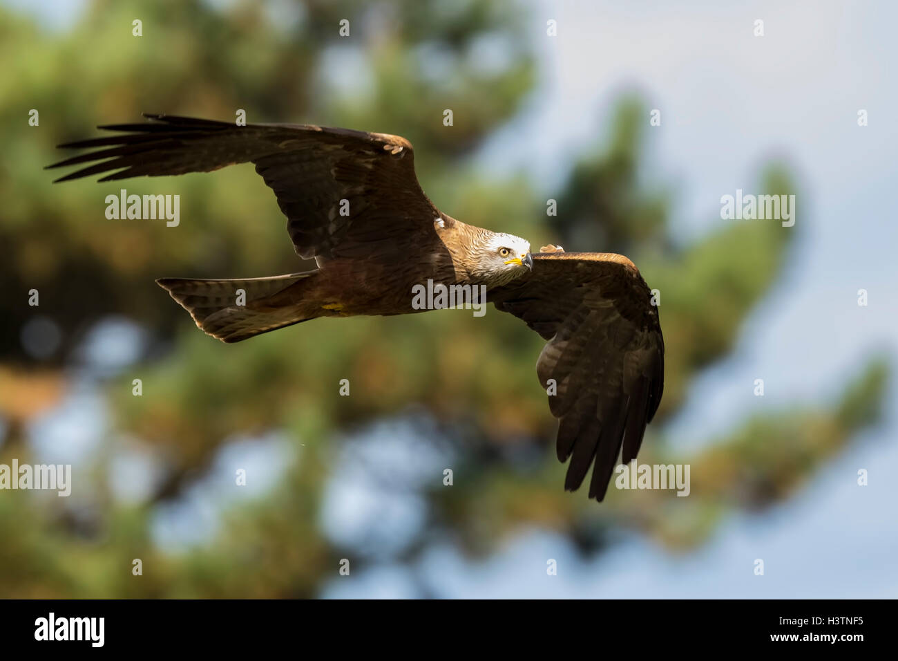Black kite Milvus migrans predatory bird in flight, hunting on a sunny ...