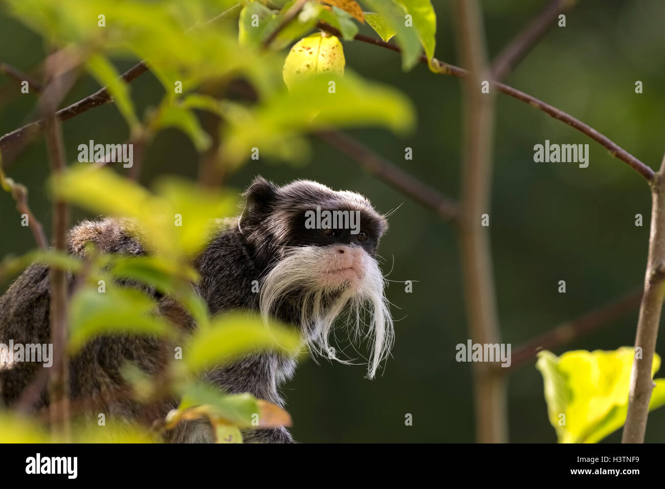 Closeup portrait of a Emperor Tamarin Saguinus imperator, primate in a ...