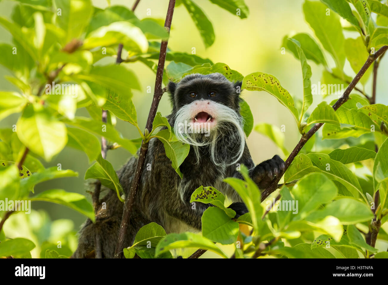 Closeup portrait of a Emperor Tamarin Saguinus imperator, primate in a ...