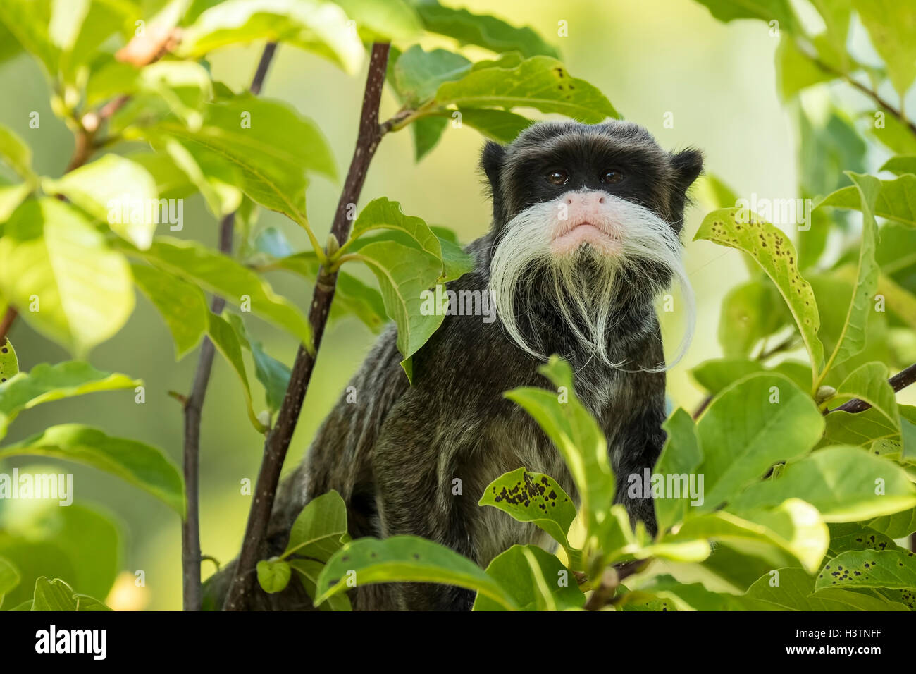 Closeup portrait of a Emperor Tamarin Saguinus imperator, primate in a ...