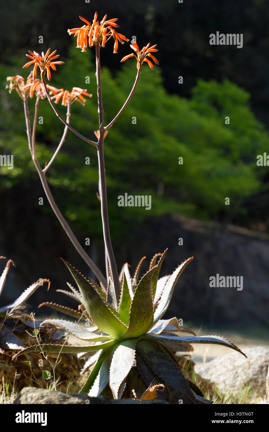 Flowers of medicinal aloe vera plant Stock Photo - Alamy