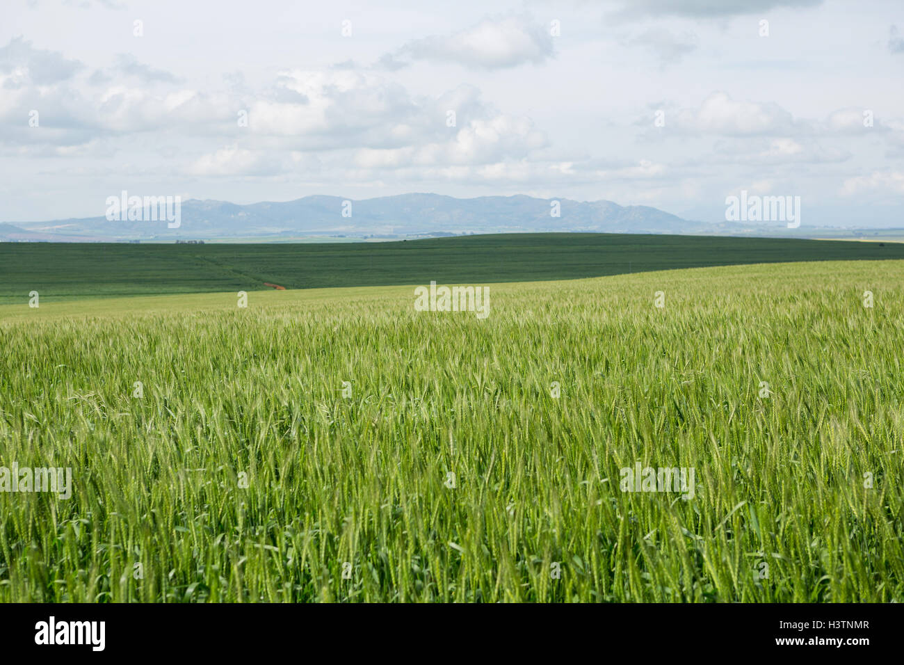 View of beautiful wheat field Stock Photo - Alamy