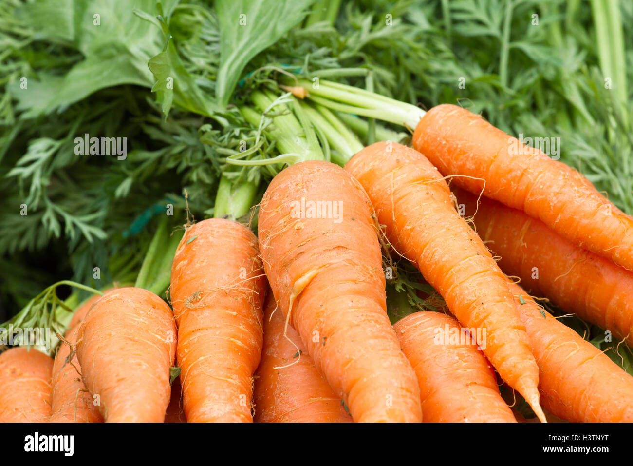 Carrot red background. Fresh organic vegetables Stock Photo - Alamy