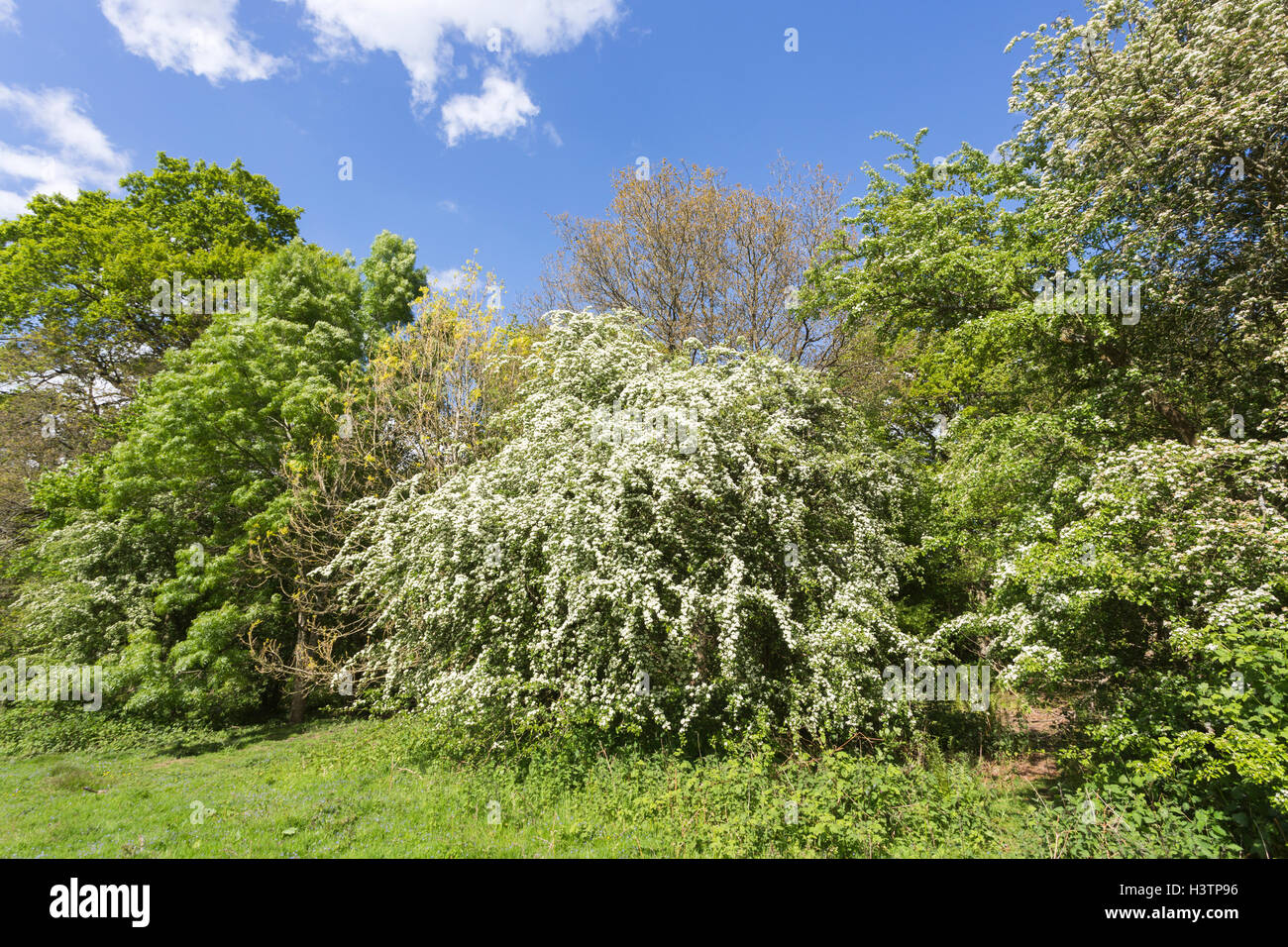 May tree hi-res stock photography and images - Alamy