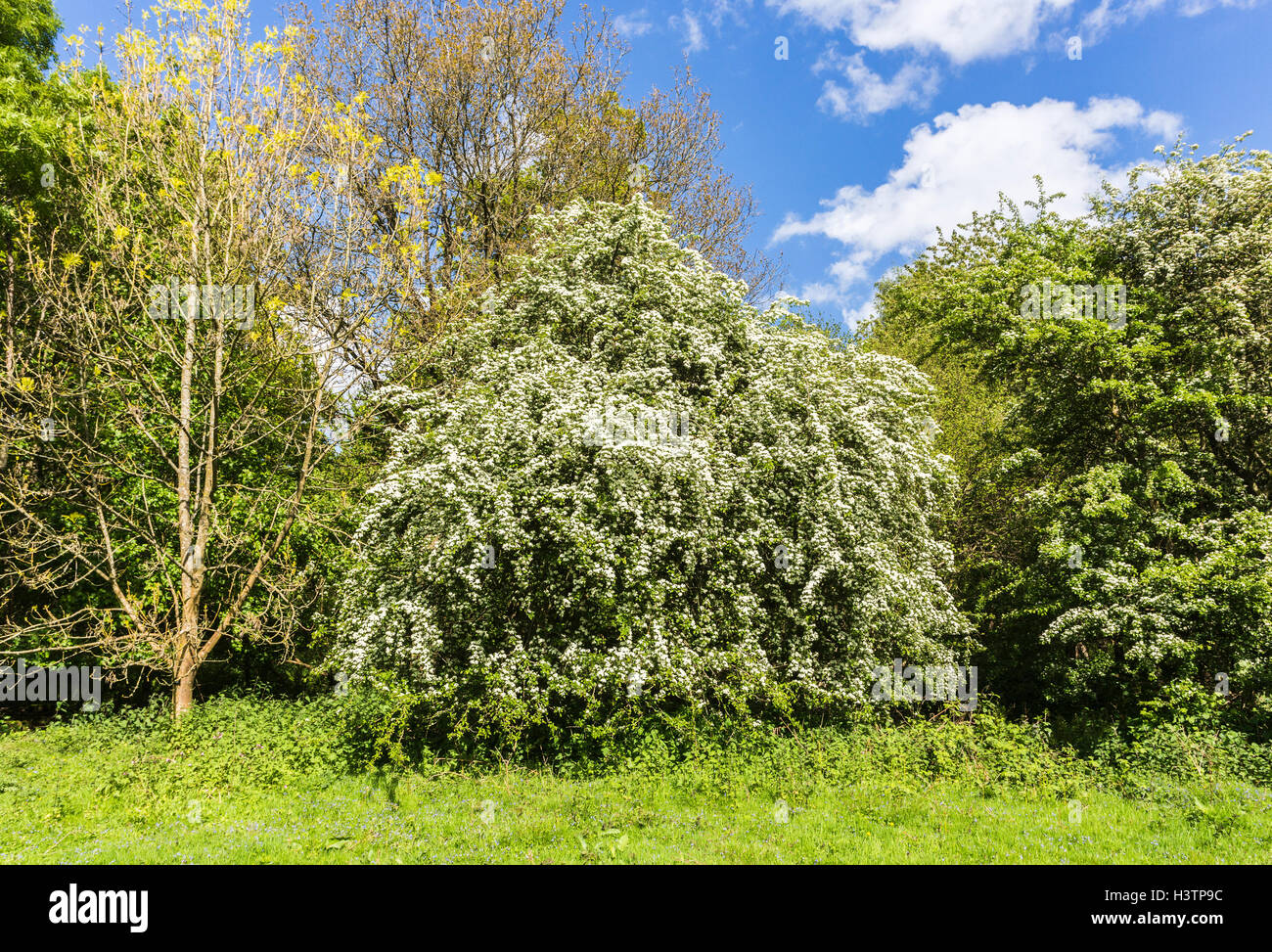 Hawthorn, or may tree (Crataegus) white flowers in spring, Surrey ...