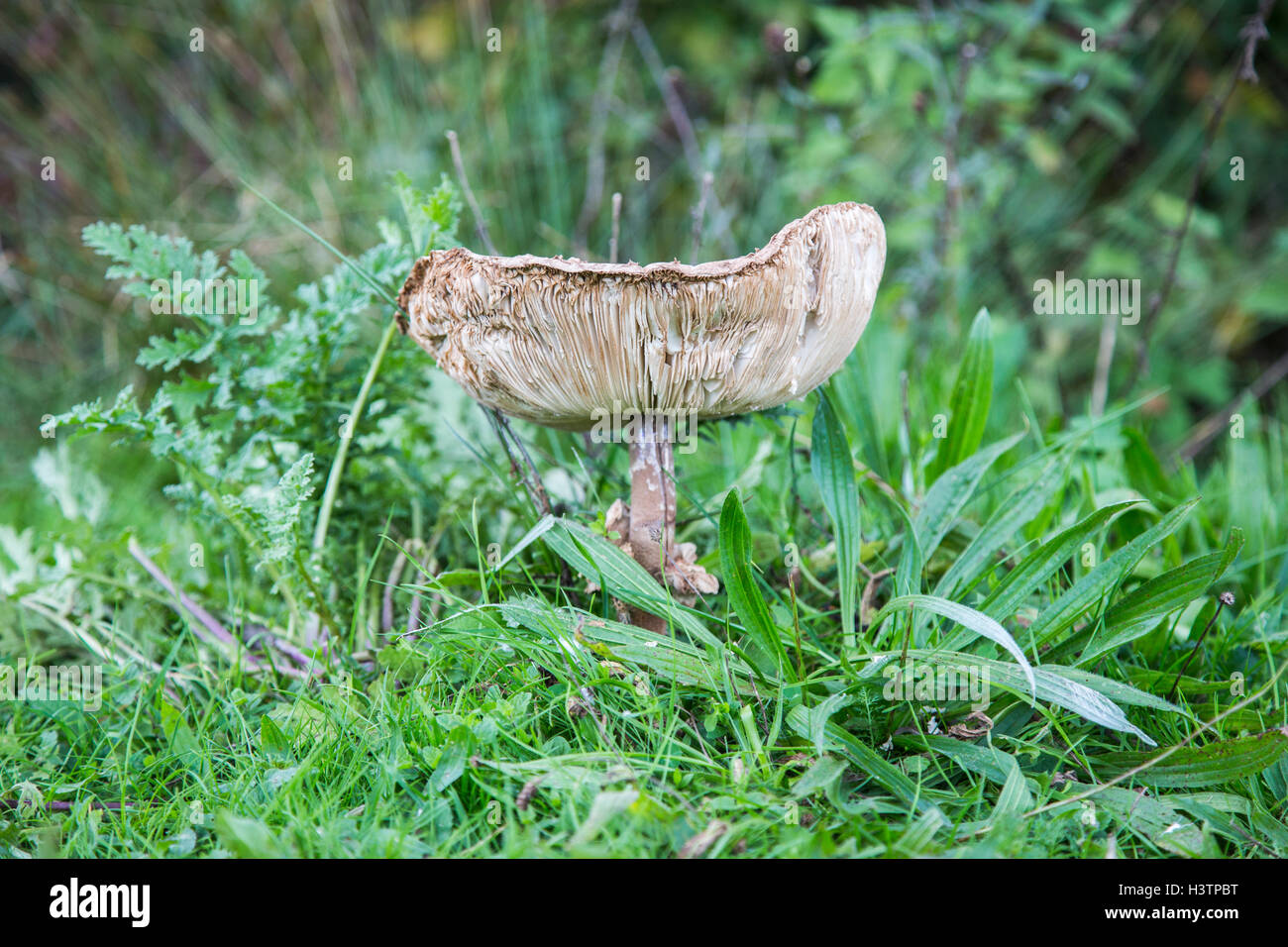 Large brown toadstool with prominent gills, Surrey, southern England ...