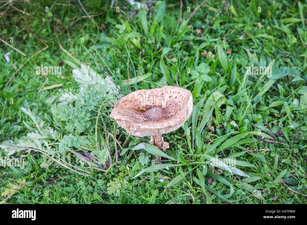 Large brown toadstool with prominent gills, Surrey, southern England ...