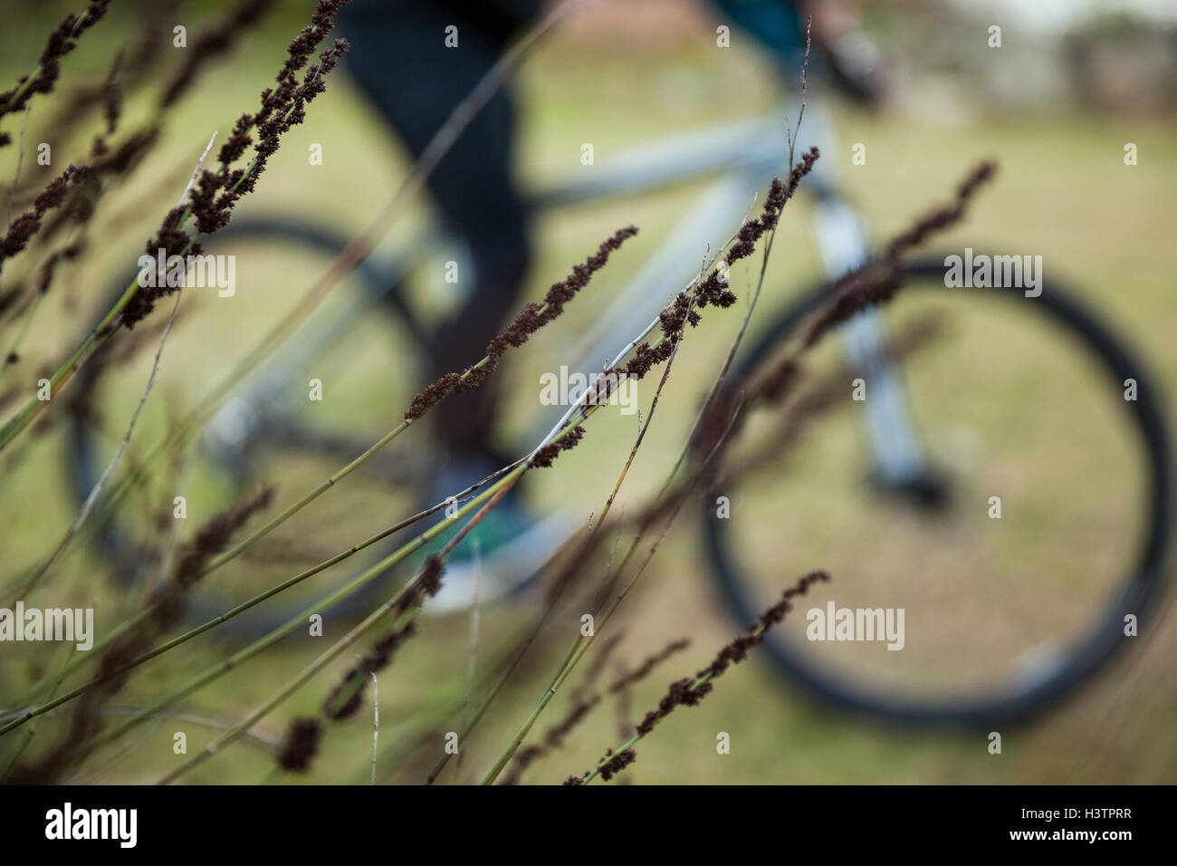 Male mountain biker riding bicycle Stock Photo - Alamy