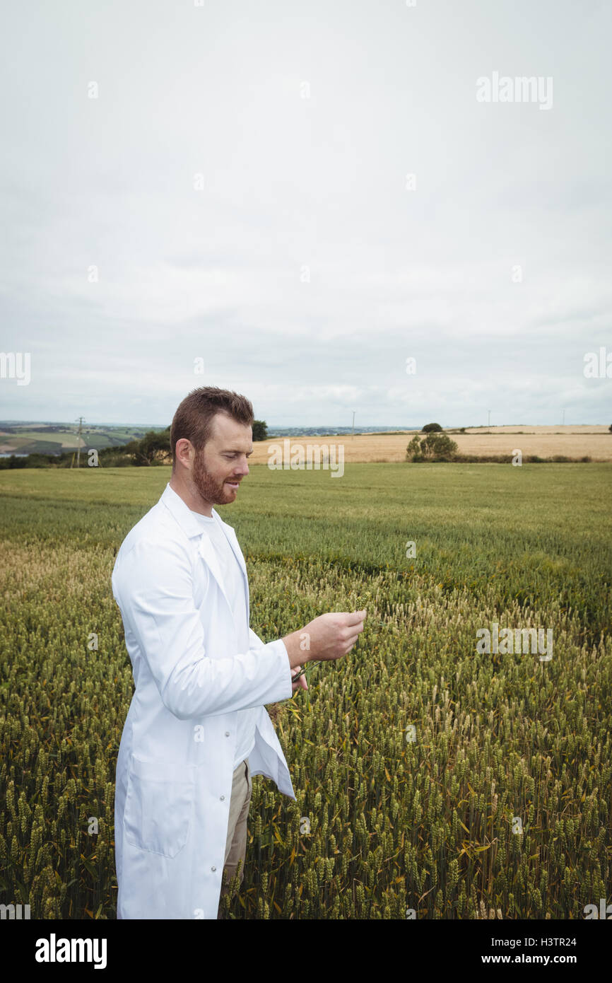 Cultivation agronomist hi-res stock photography and images - Alamy