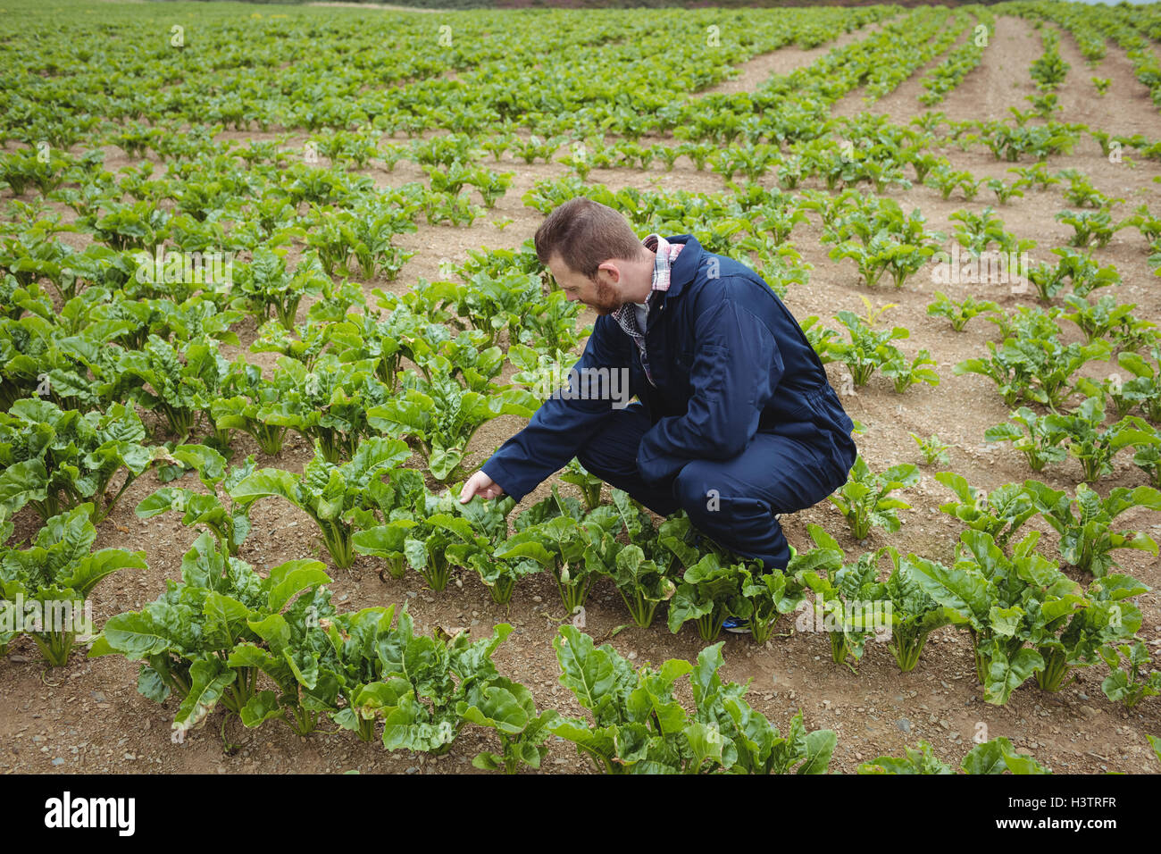 Farmer checking his crops in the field Stock Photo - Alamy