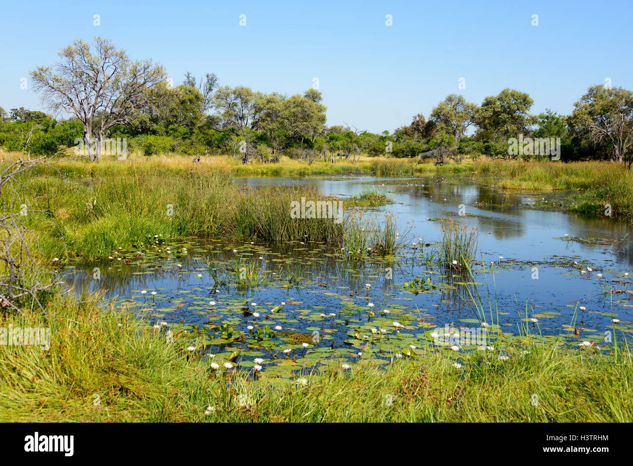Khwai River with water lilies, near Mababe Village, Botswana Stock ...