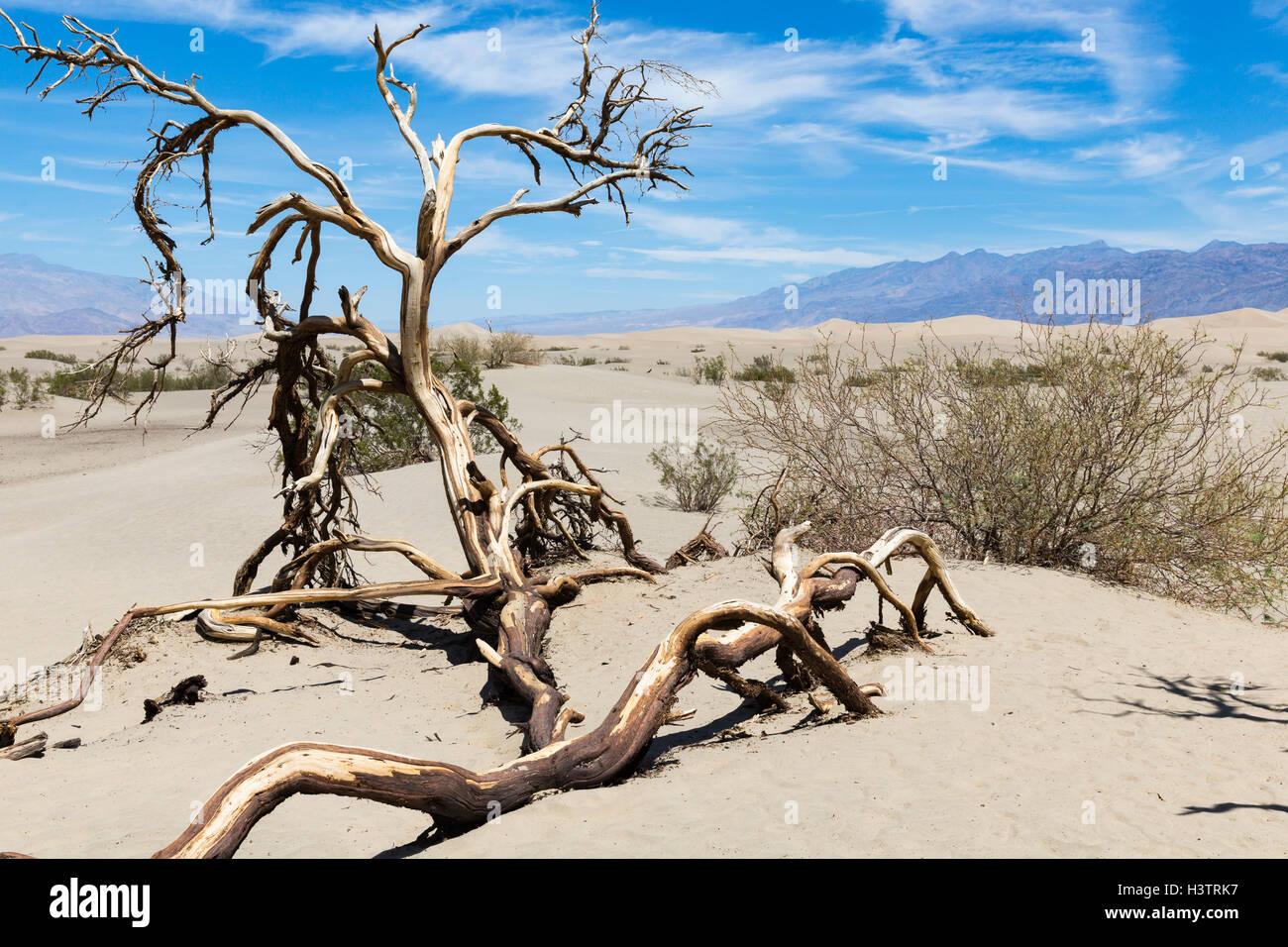 Dead tree in sand dunes, Death Valley National Park, California, USA ...