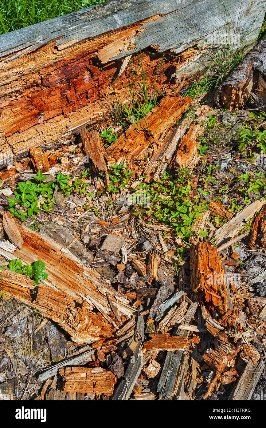 Wood decomposing hi-res stock photography and images - Alamy