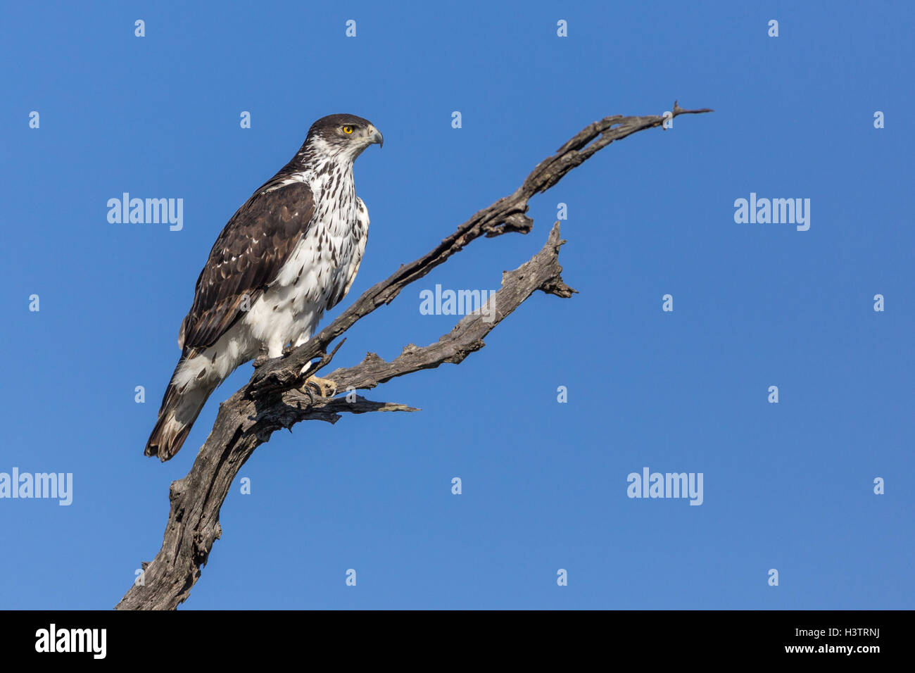 African hawk eagle hi-res stock photography and images - Alamy