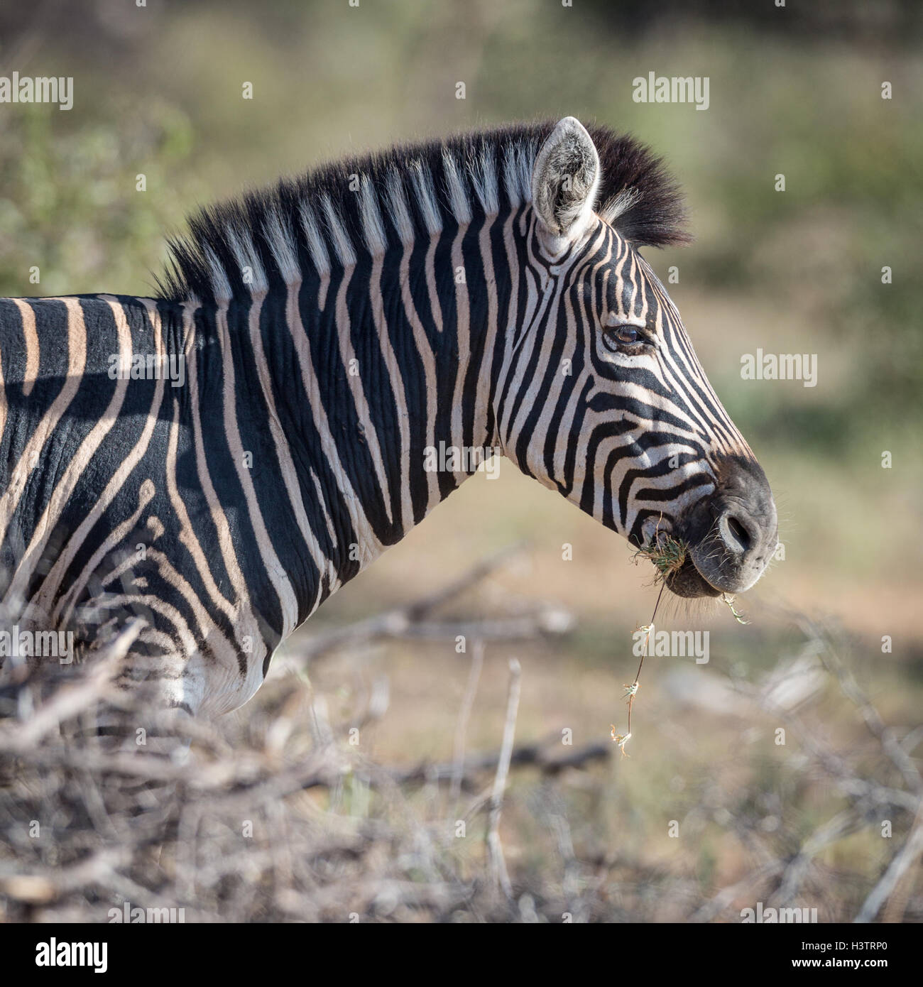 Profile people eating hi-res stock photography and images - Alamy