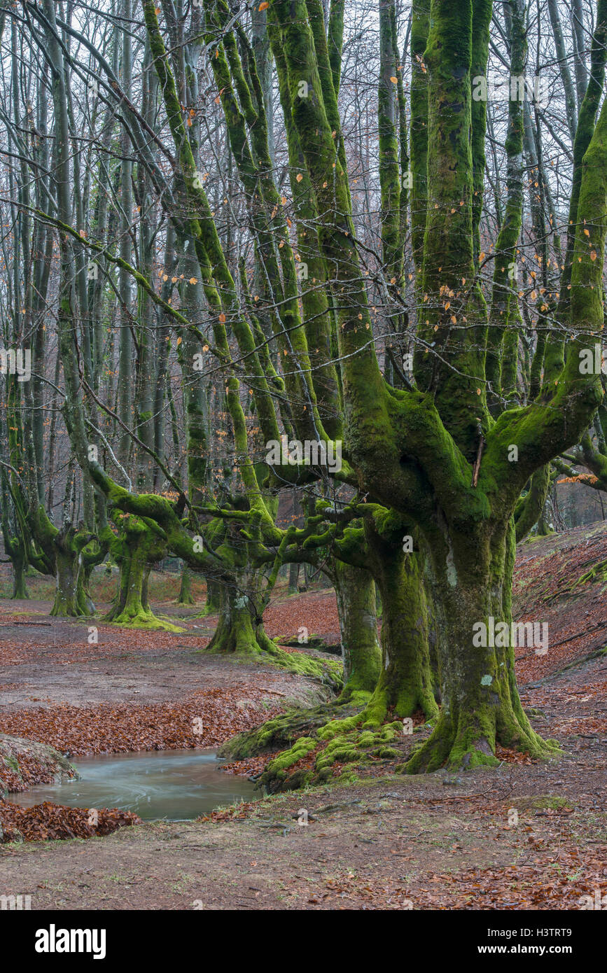 Gorbea Natural Park, Parque natural de Gorbea, Gorbeia, Basque Country ...