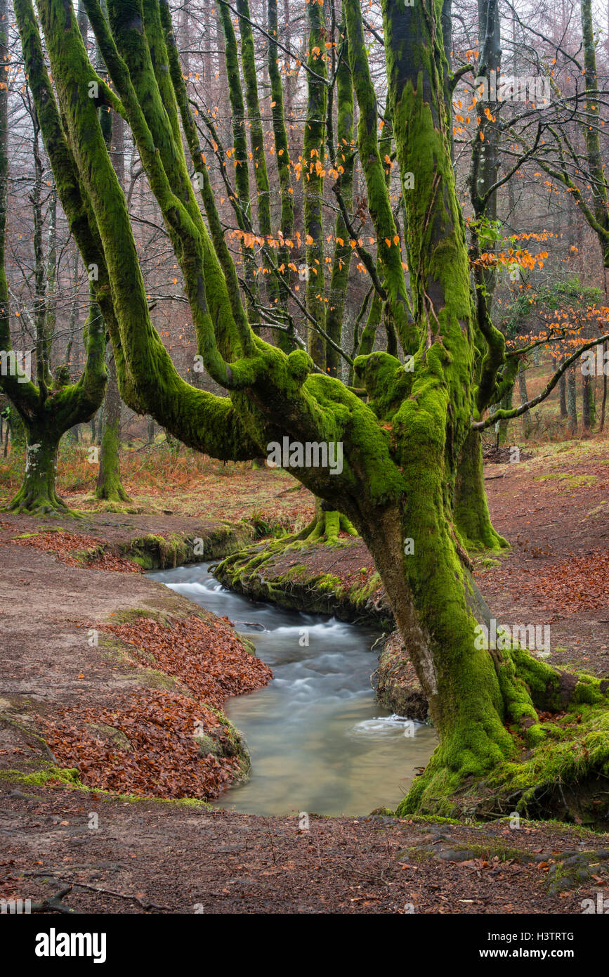 Gorbea Natural Park, Parque natural de Gorbea, Gorbeia, Bizkaia ...