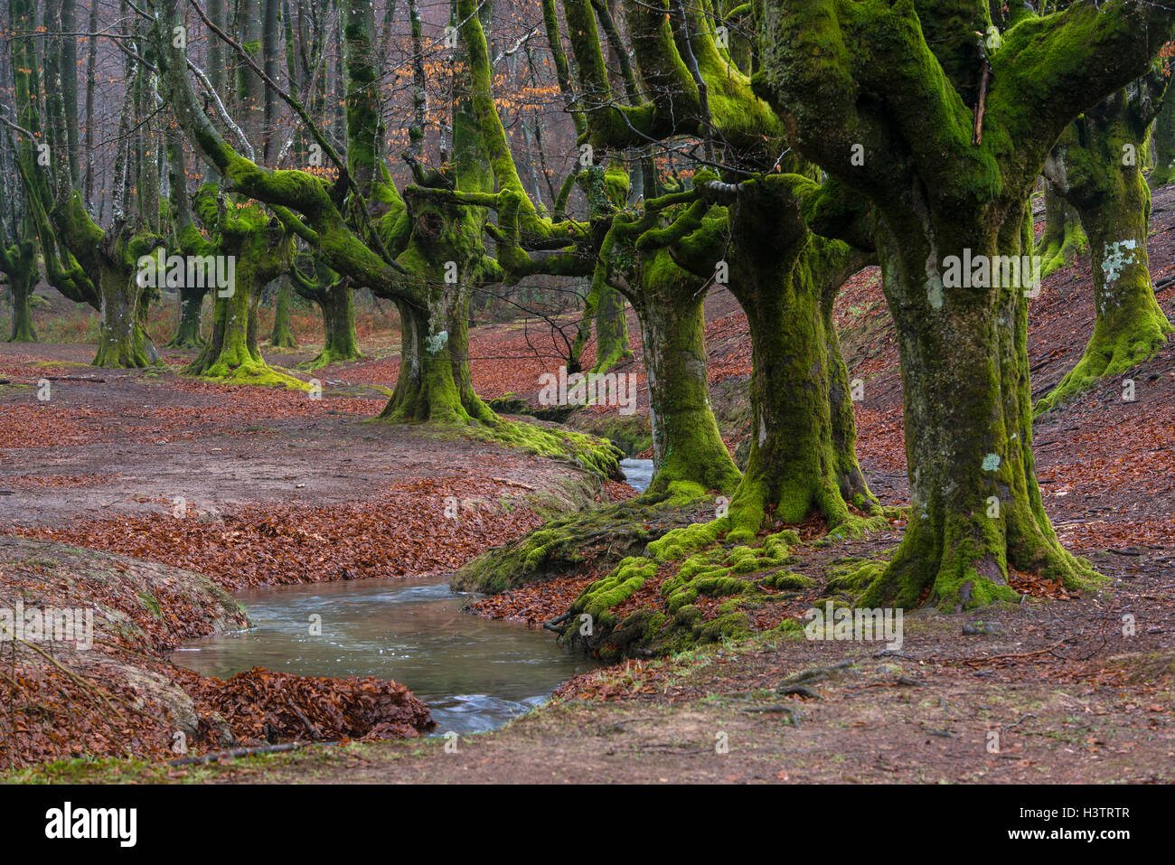 Gorbea Natural Park, Parque natural de Gorbea, Gorbeia, Basque Country ...