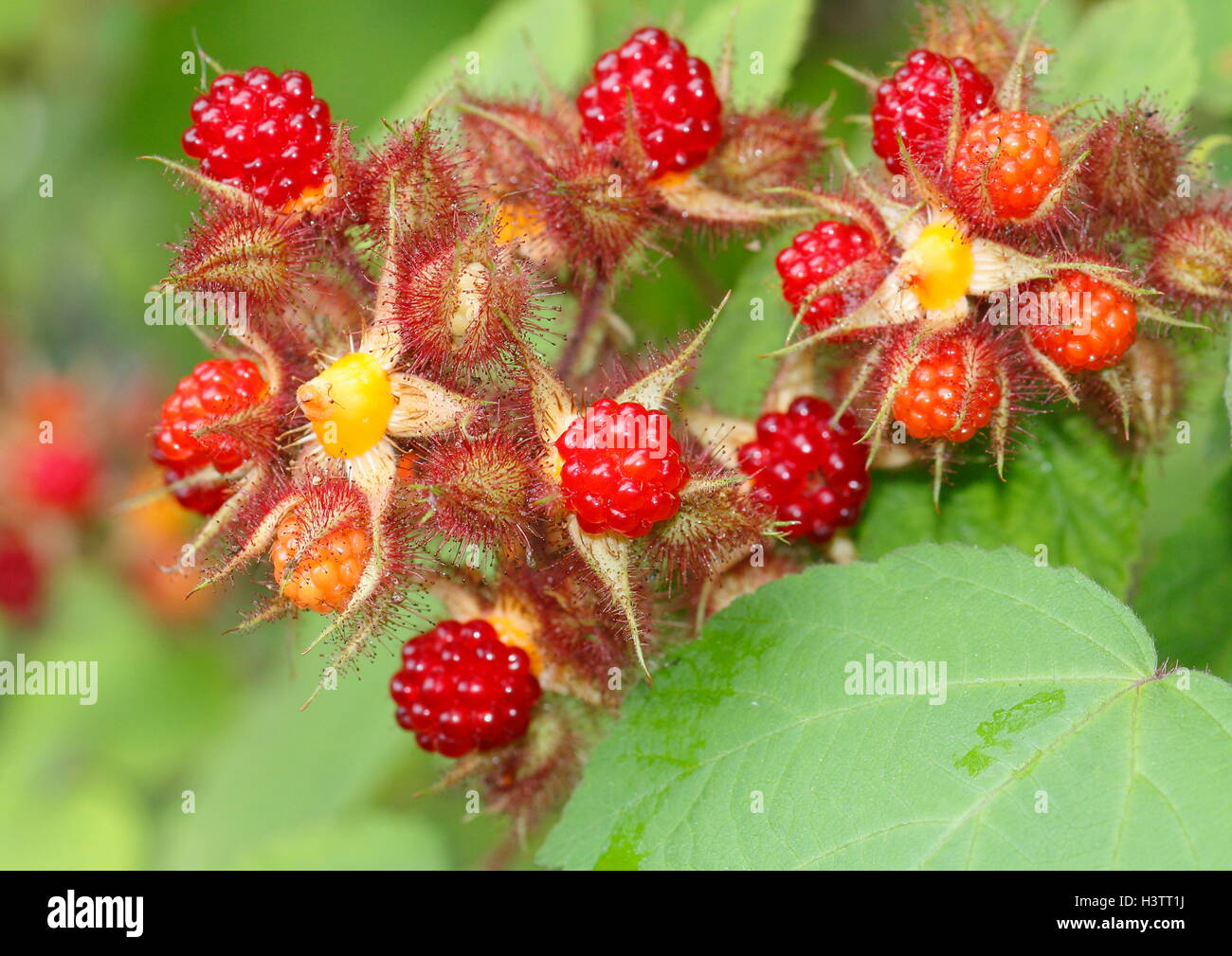 Rubus phoenicolasius hi-res stock photography and images - Alamy